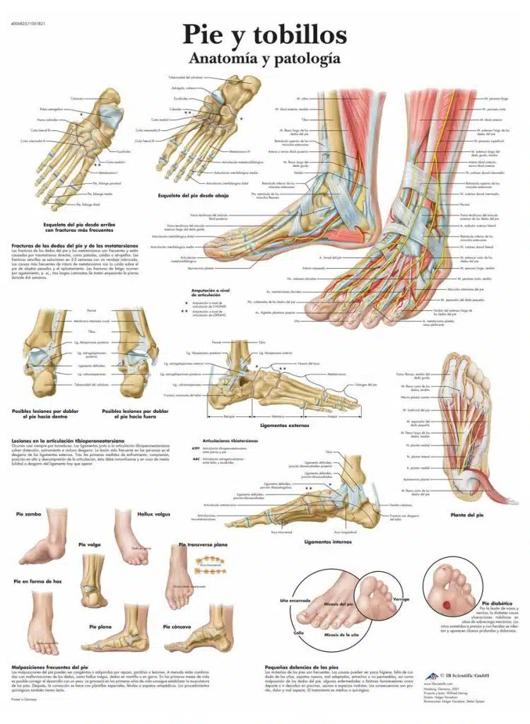 LÁMINA de REFLEXOLOGÍA Podal | Aprende y decora tu consulta