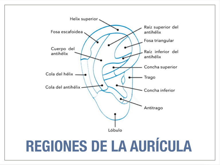 PARTES de la OREJA y Claves de la Auriculoterapia