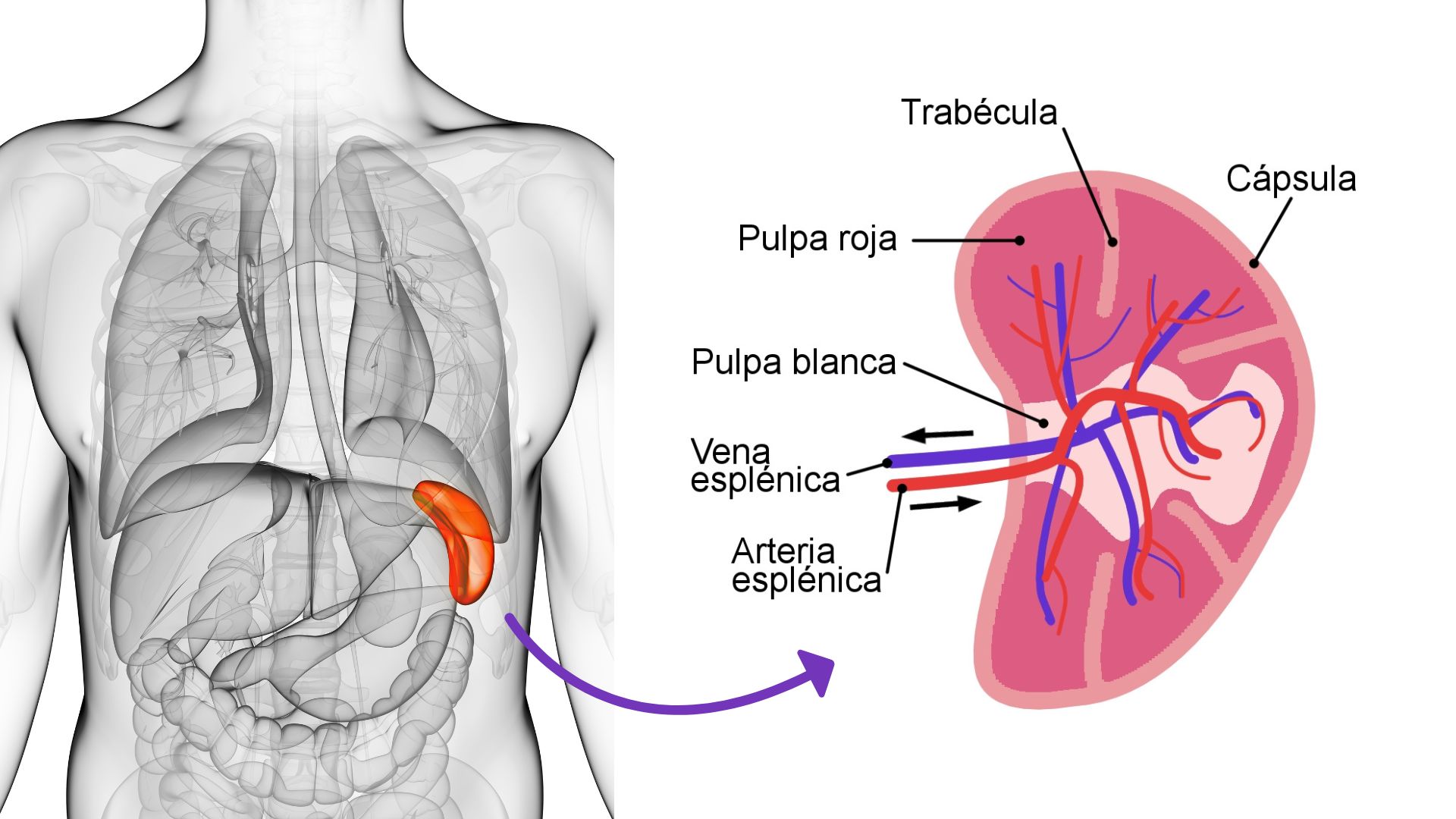 Que Funciones Desempena El Bazo Imagenes